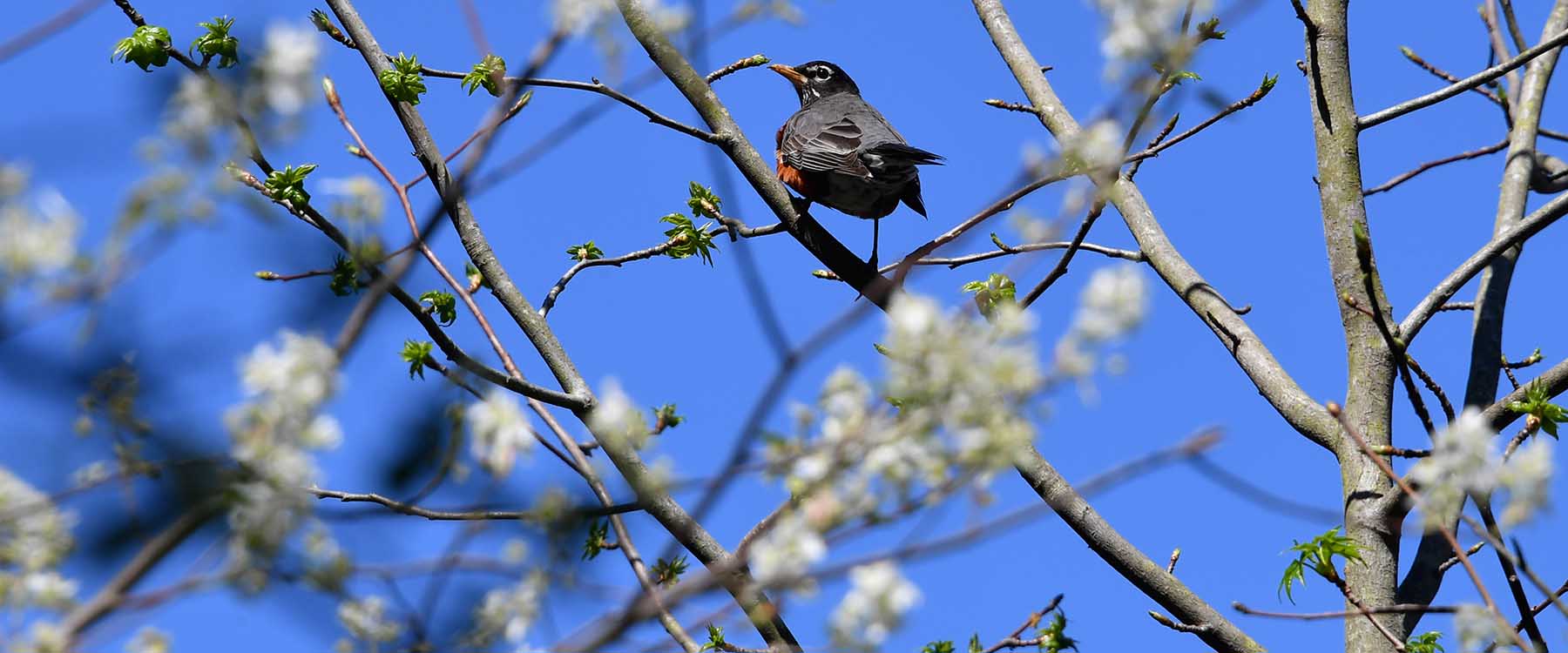Students raise awareness about bird collisions - Inside UNC Charlotte