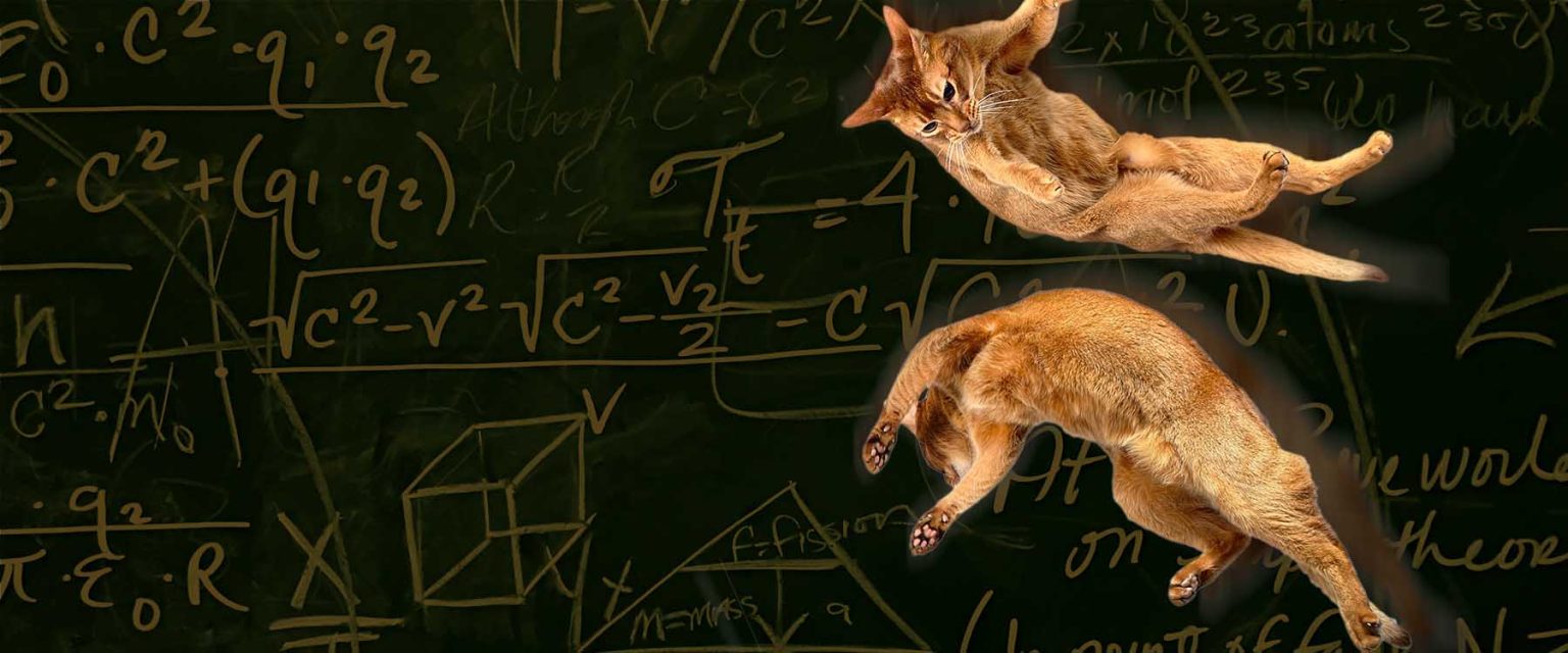 Cat math: The physics of falling felines - Inside UNC Charlotte